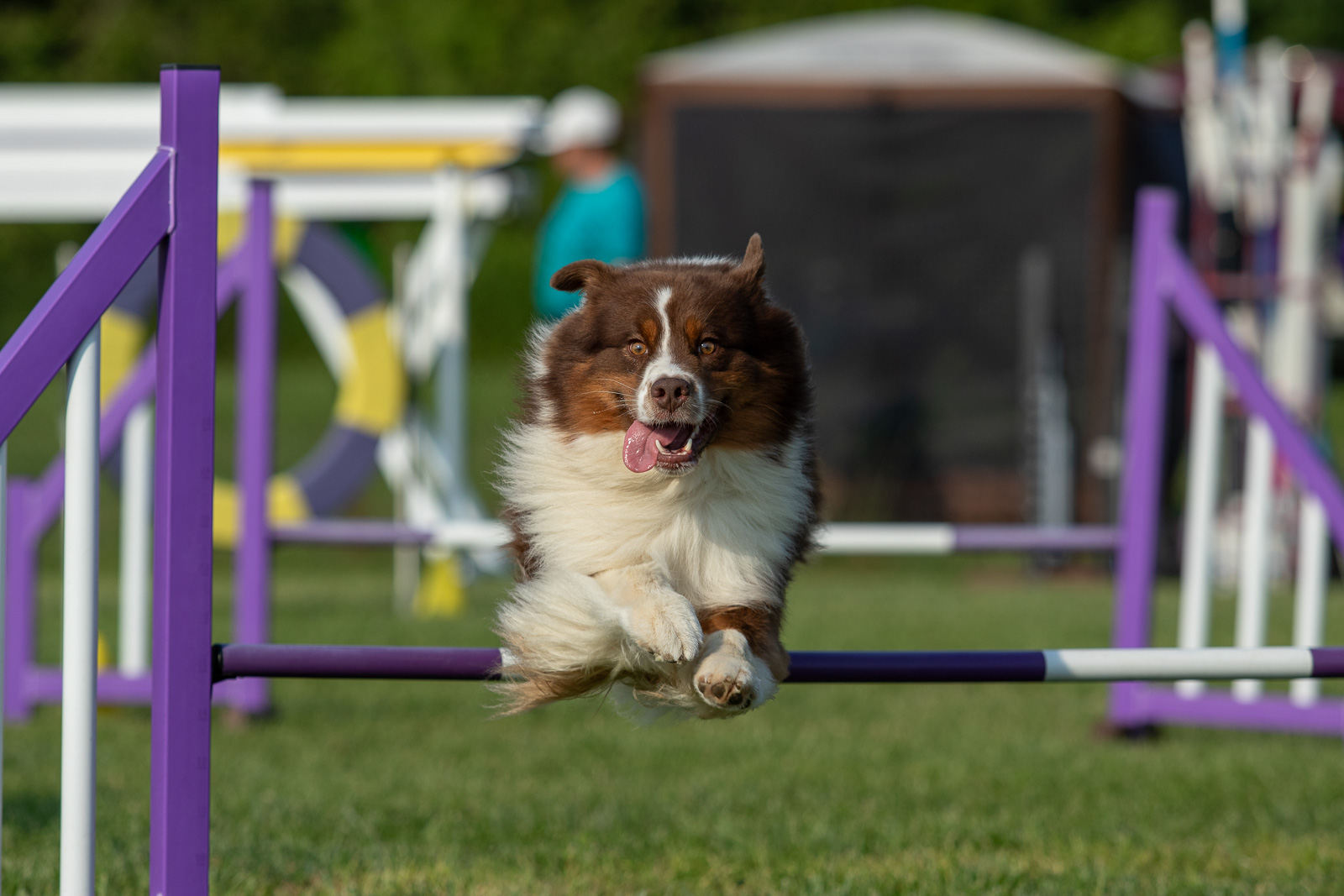 Shelley Victoria Photography - AAC Dogs On Campus - July 5 & 6 - Events ...